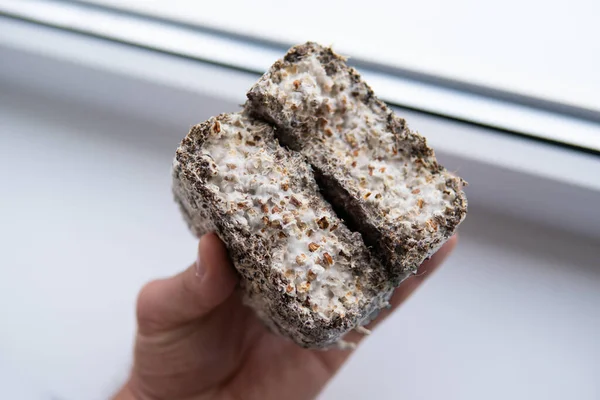 Micelio fotos de stock, imágenes de Micelio sin royalties | Depositphotos