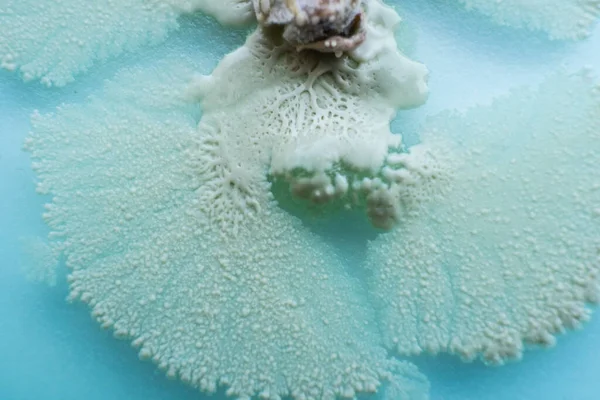 Mycelium of mushrooms on agar in a petri dish. Mushroom cultivation ...