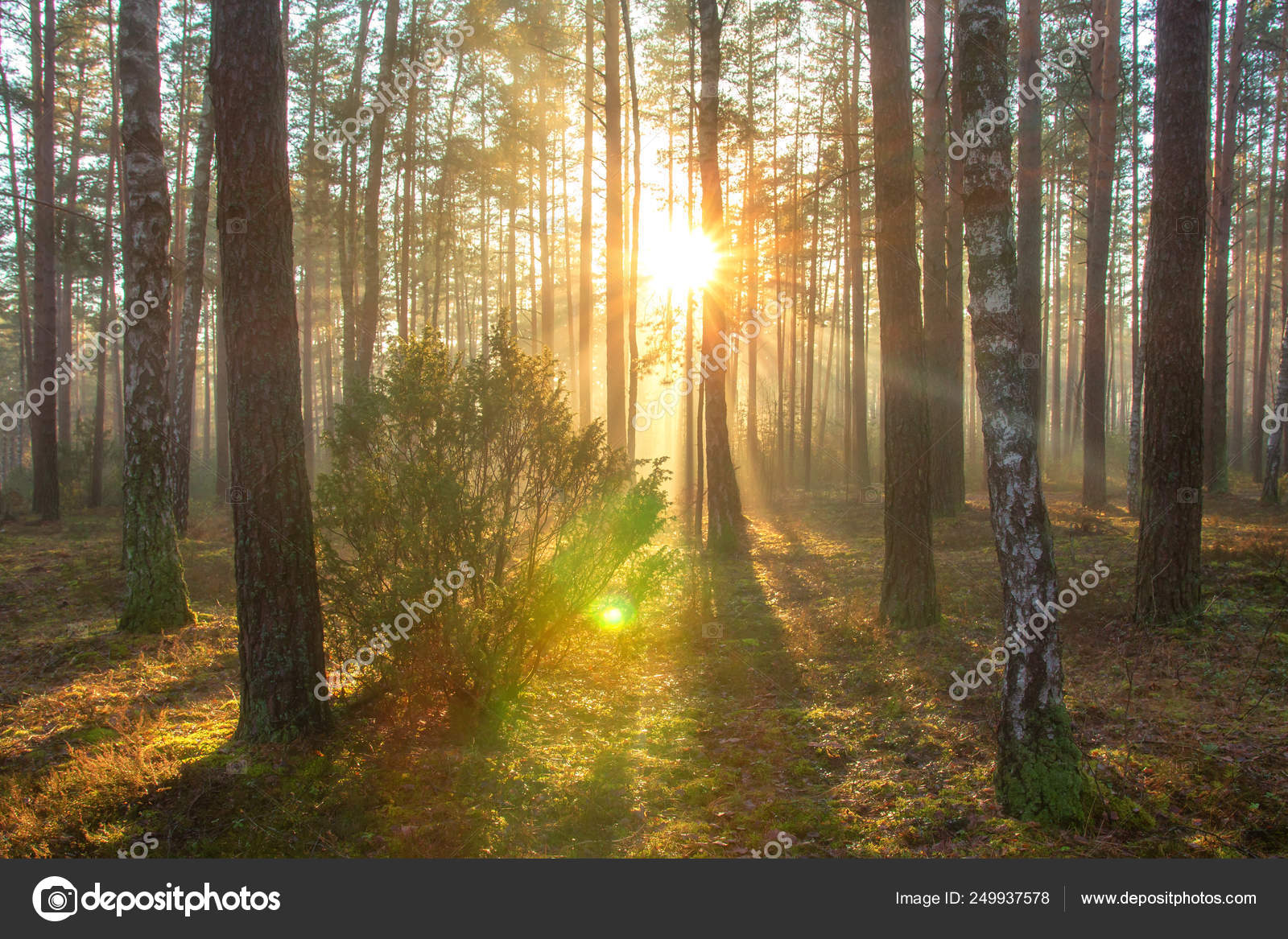 Sun in spring forest. Sunny nature landscape in forest park in ...