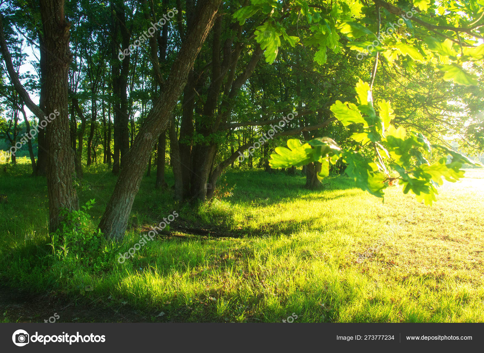 Bright Backgrounds Nature