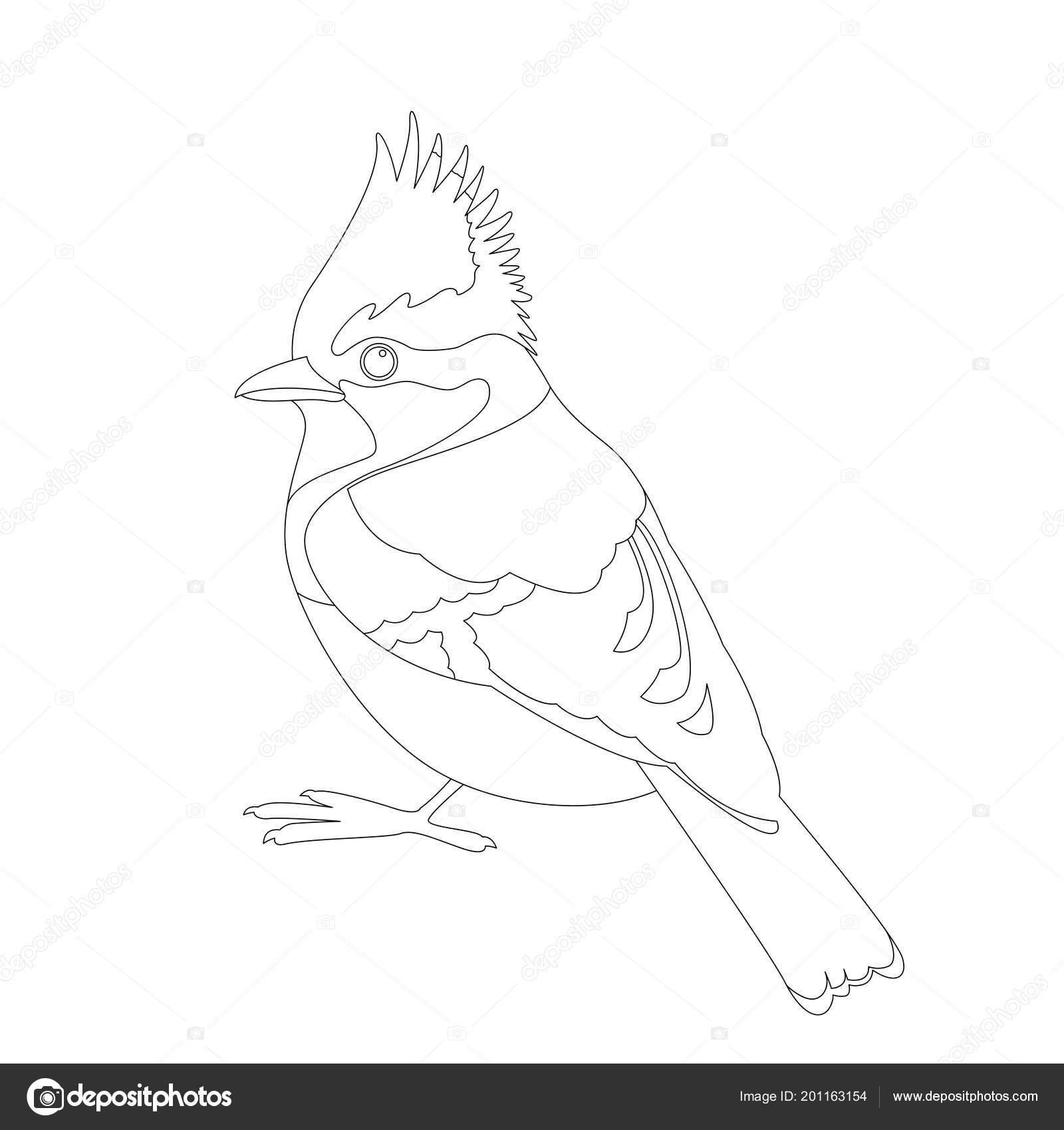 Himalayan tit bird vector illustration coloring book line — Stock ...