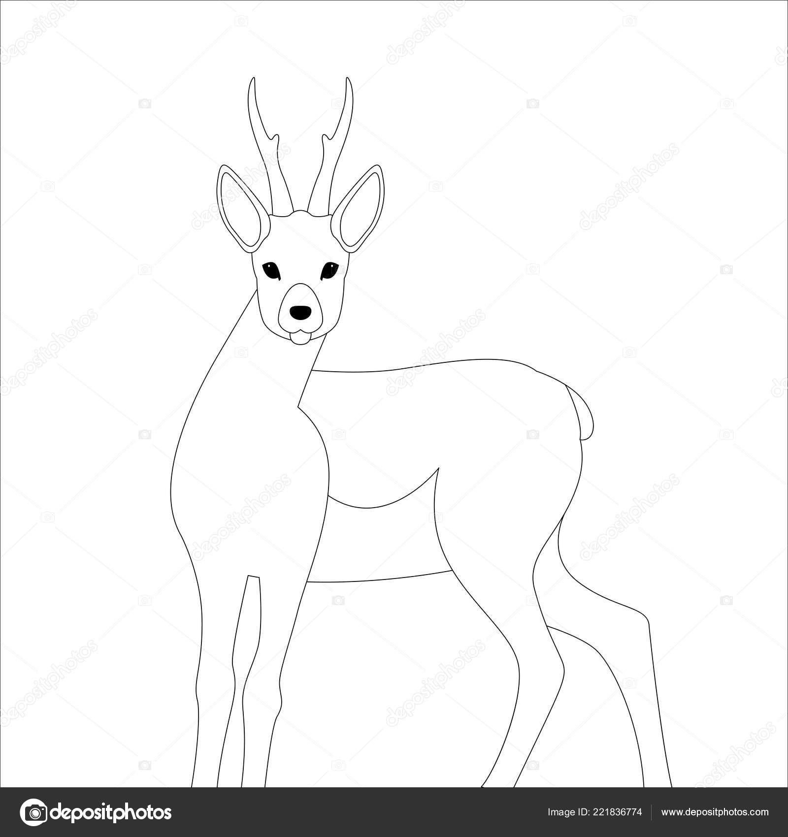 Deer Vector Illustration Lining Draw Front — Stock Vector © Wectors 221836774