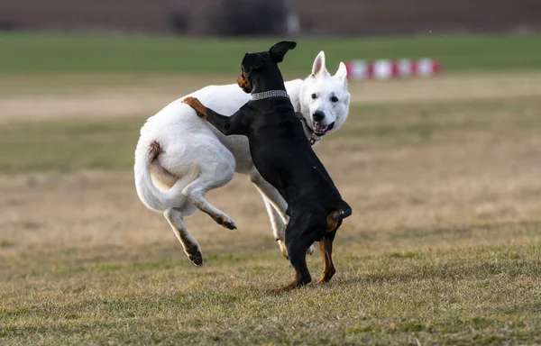 Jugando perros fotos de stock, imágenes de Jugando perros sin royalties ...