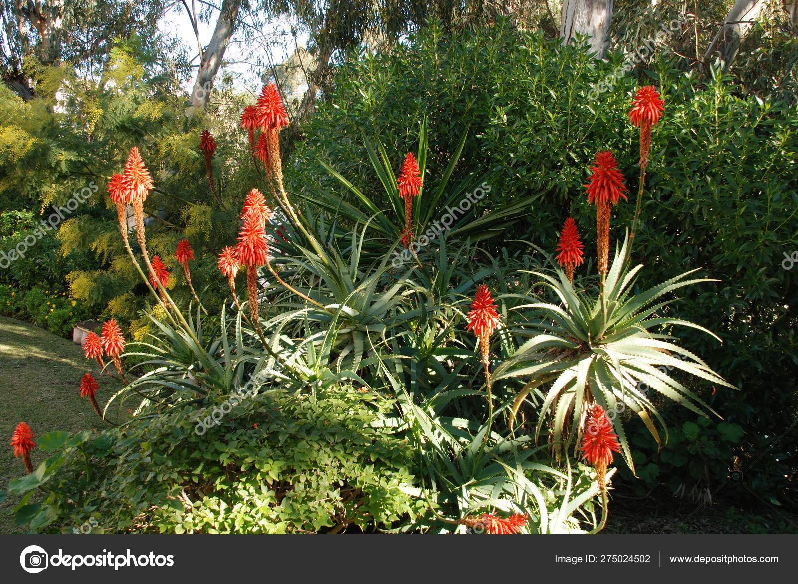Aloe Arborescens Variegata