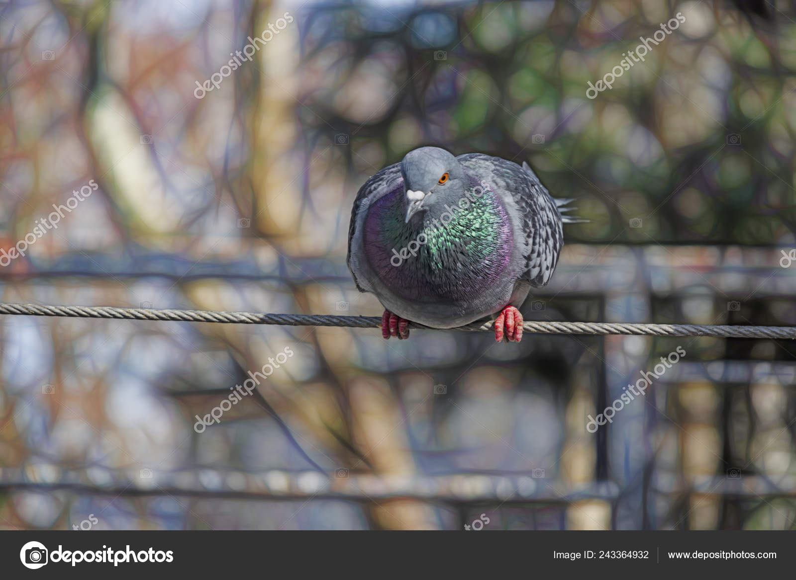 Pigeon Wire Nature — Stock Photo © yskandag #243364932