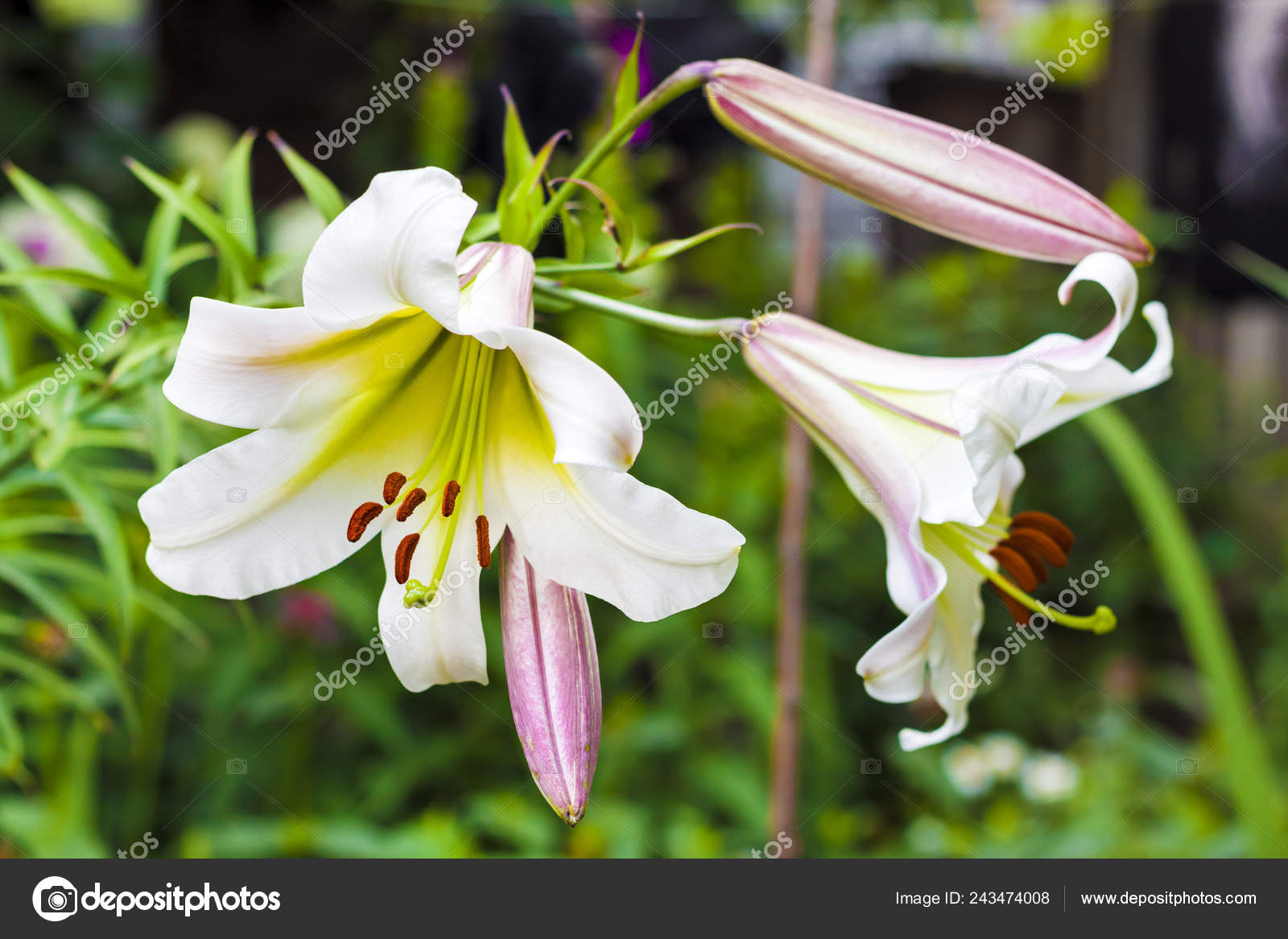 White Lilium Regale Called Regal Lily Royal Lily King's Lily Stock Photo by ©TYNZA 243474008