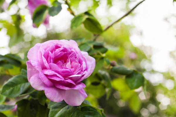 로 사 centifolia图库照片、免版税로 사 centifolia图片|Depositphotos