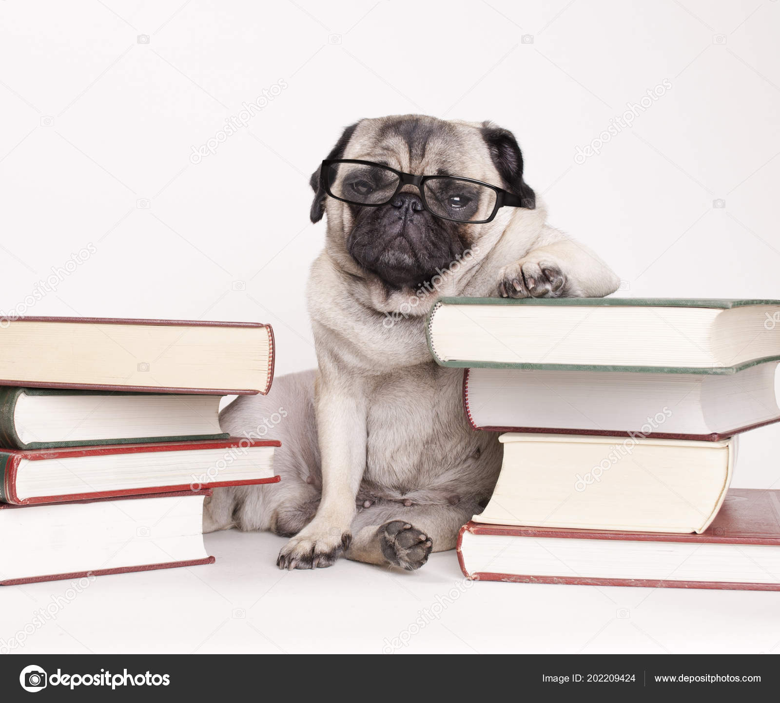 Are Puggles Smart Dogs