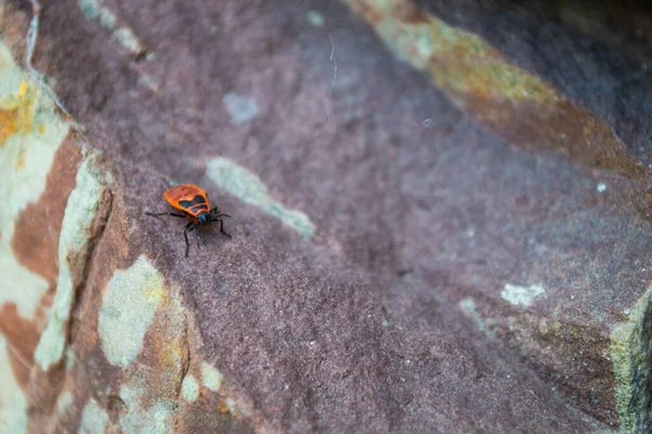 Ladybug top view Stock Photos, Royalty Free Ladybug top view Images ...