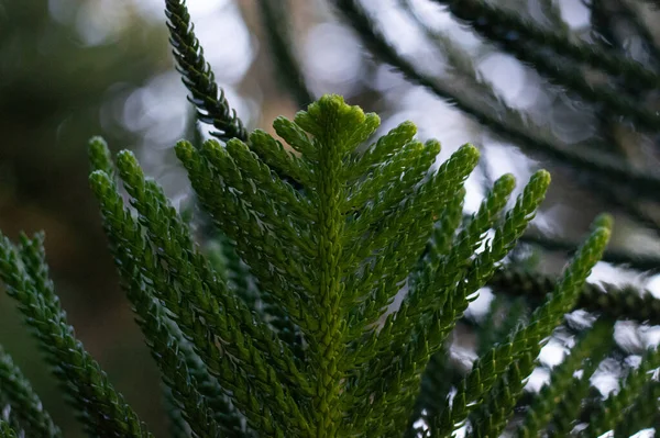 Monkey puzzle tree Stock Photos, Royalty Free Monkey puzzle tree Images ...