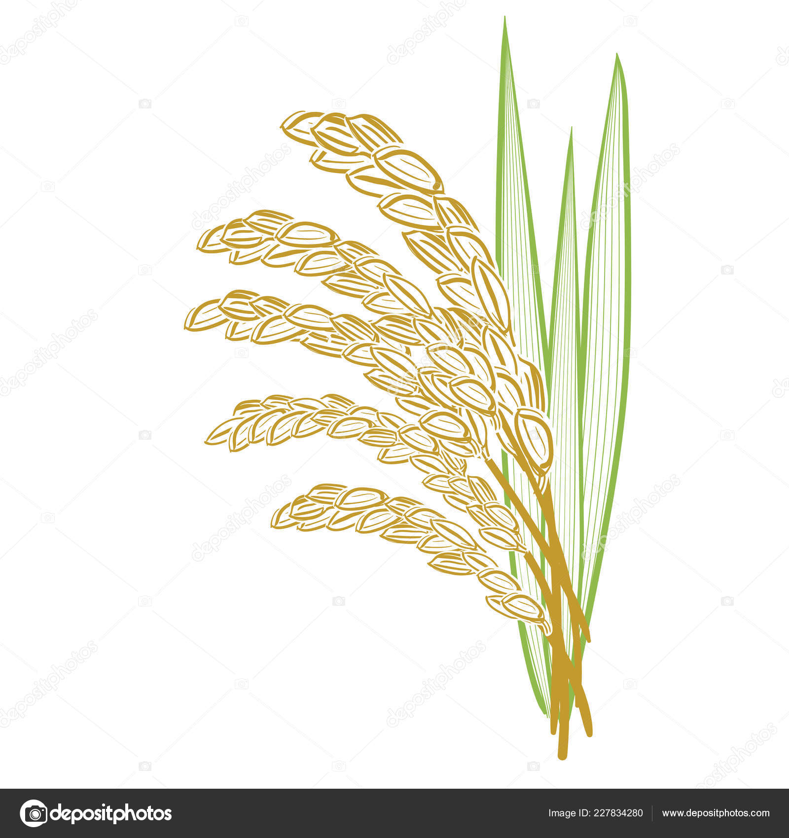 Rice Grain Vector
