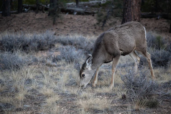 Dead mule deer Stock Photos, Royalty Free Dead mule deer Images ...