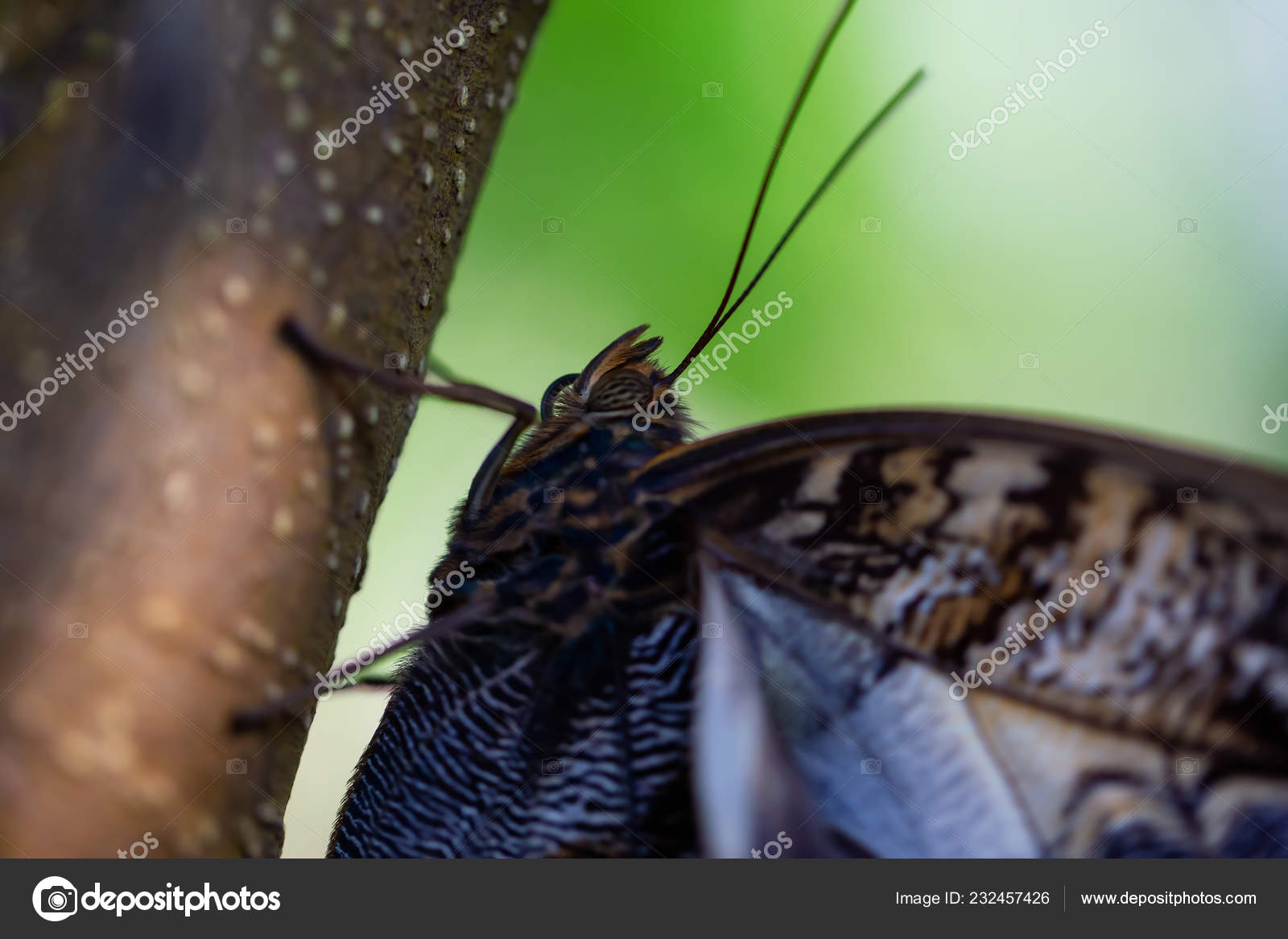 Beautiful Macro Picture Butterfly Caligo Memnon Also Knowed Giant Owl ...