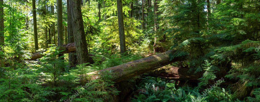 British columbia forest Stock Photos, Royalty Free British columbia ...