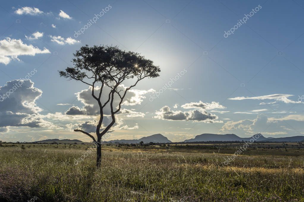 Puesta de sol en un hermoso paisaje de vegetación cerrada con una sola ...