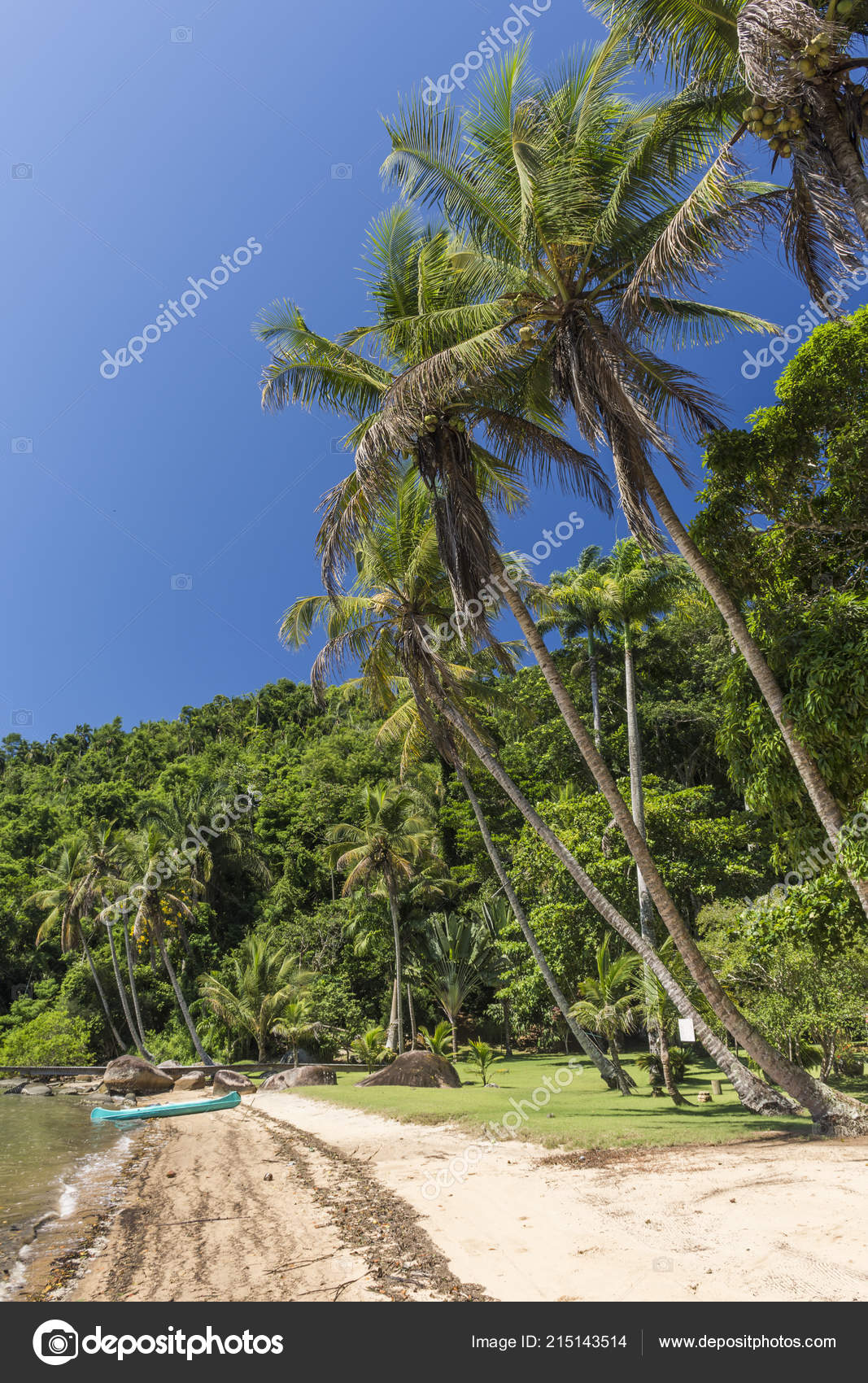 Coconut Tree In Rainforest