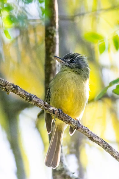 Beautiful yellow tropical bird on green Atlantic Rainforest tree branch ...