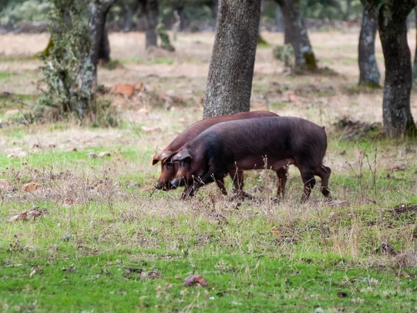 Iberian pig Stock Photos, Royalty Free Iberian pig Images | Depositphotos®