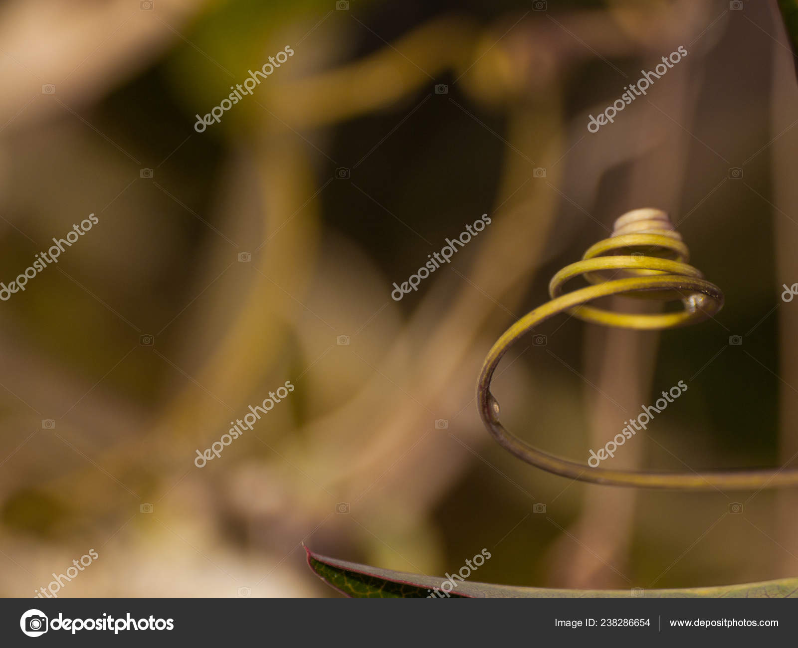 Curly Small Branch Tree ⬇ Stock Photo, Image by © anuskiserrano #238286654
