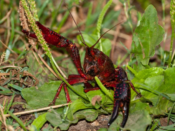 Invasive pests Stock Photos, Royalty Free Invasive pests Images ...