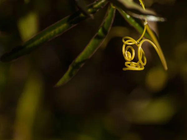Curly Small Branch Tree ⬇ Stock Photo, Image by © anuskiserrano #238286654