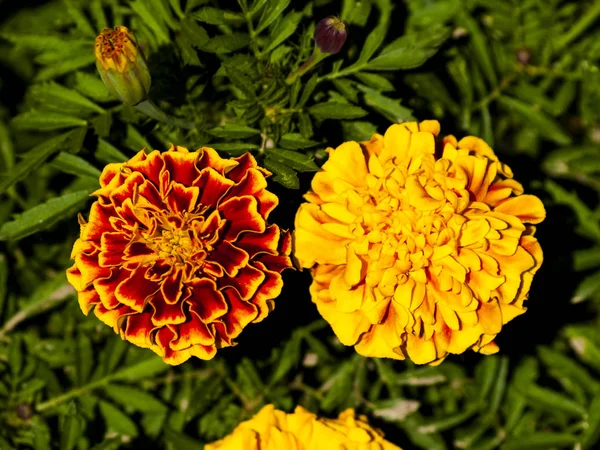 Kerti körömvirág Stock Photos, Royalty Free Kerti körömvirág Images ...