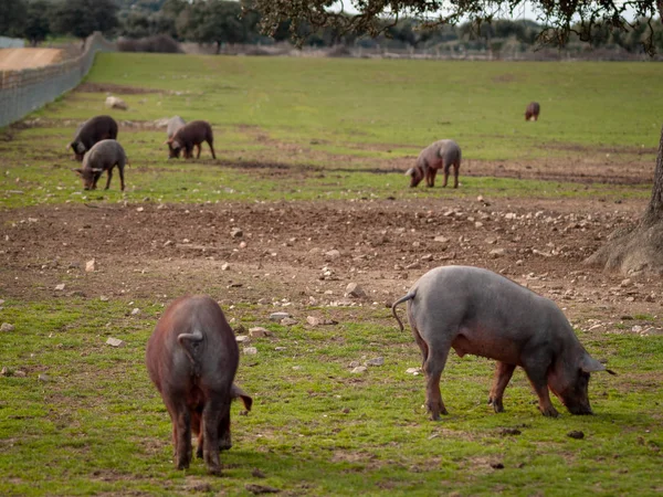 Iberian pig farm Stock Photos, Royalty Free Iberian pig farm Images ...