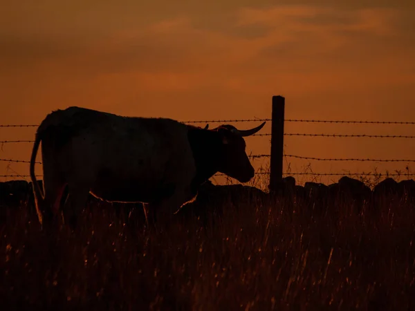 Cattle sunset Stock Photos, Royalty Free Cattle sunset Images ...
