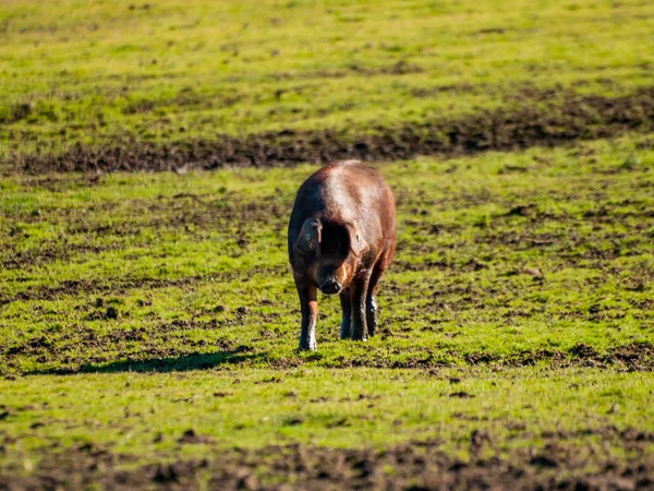 Horse poop Stock Photos, Royalty Free Horse poop Images | Depositphotos