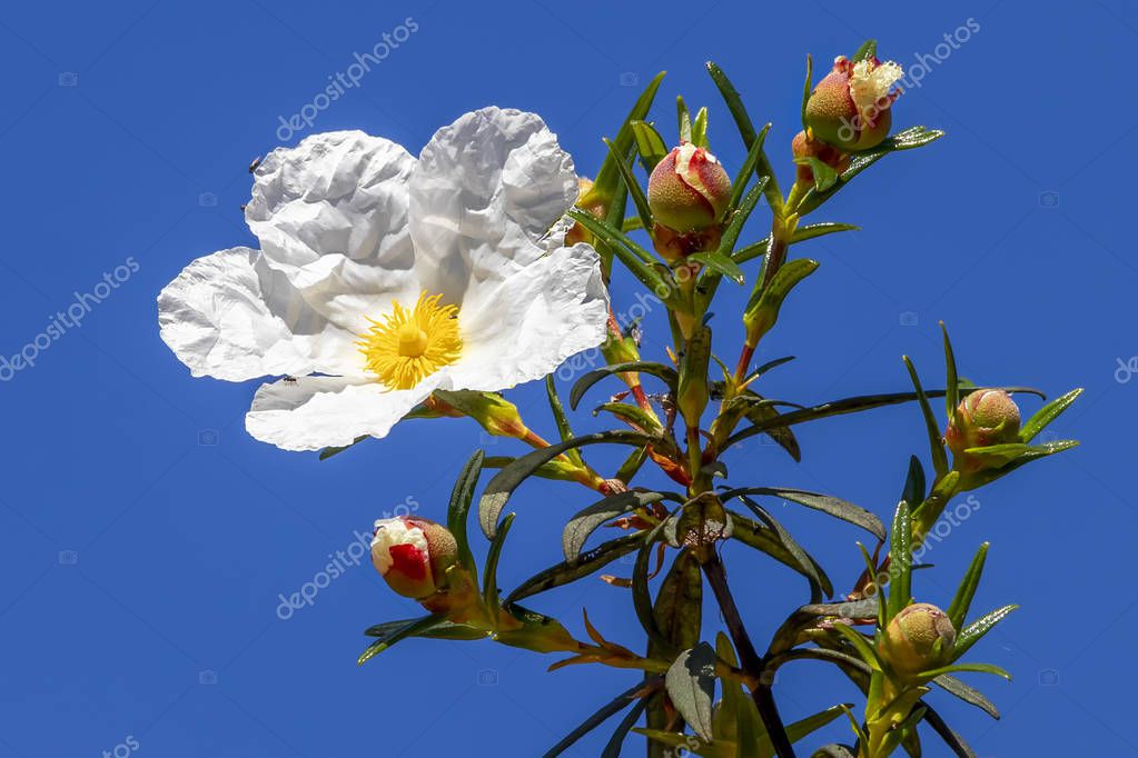 Flor de rosa de roca blanca en un arbusto sobre cielo azul claro 2023
