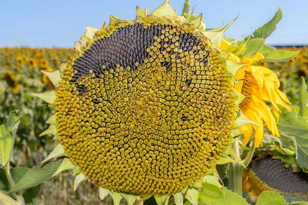 Sunflower core Stock Photos, Royalty Free Sunflower core Images ...