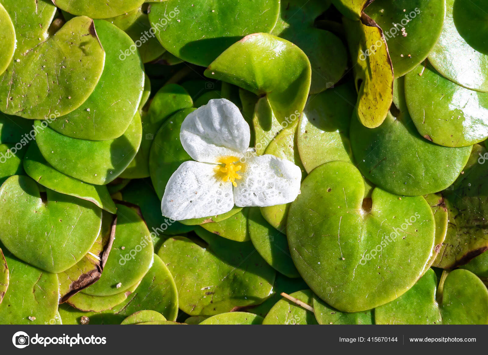Frogbit Flower