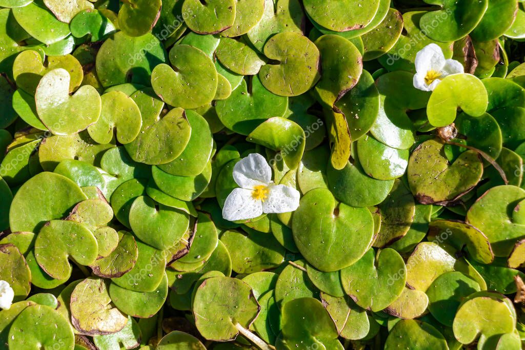 Hydrocharis morsus-ranae es una planta con flores perteneciente al ...