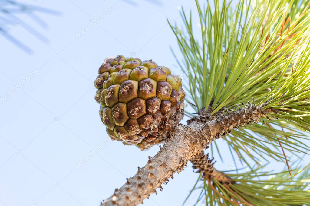 Rama de pino de piedra con conos de pino cerrados. El pino de piedra ...