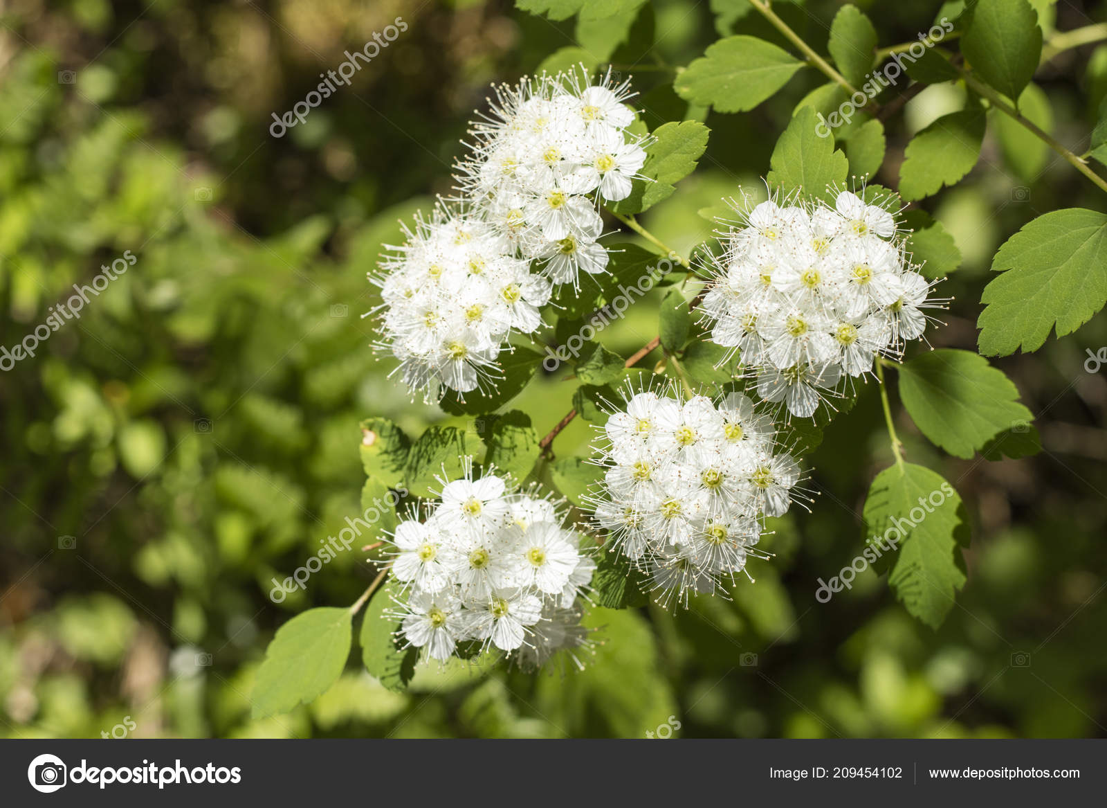Minnesota Wildflowers