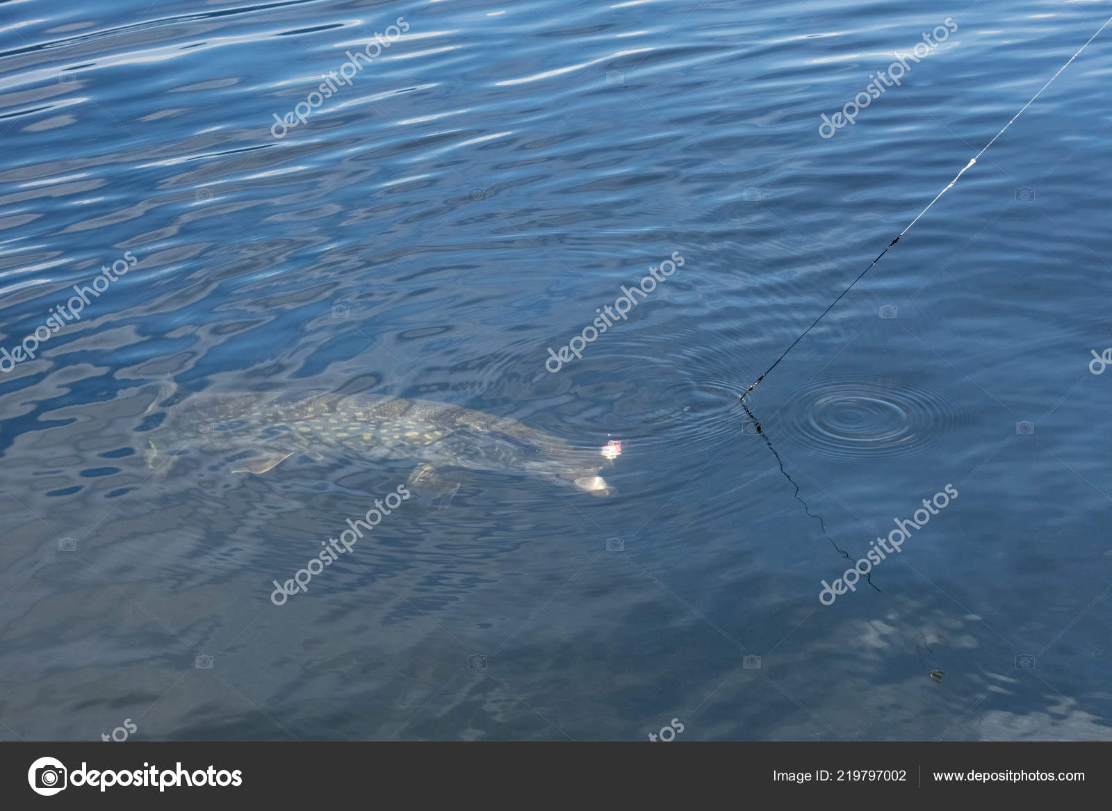 Pike Water Hooked Hook Fisherman Pulls Fish Copy Space Your — Stock ...