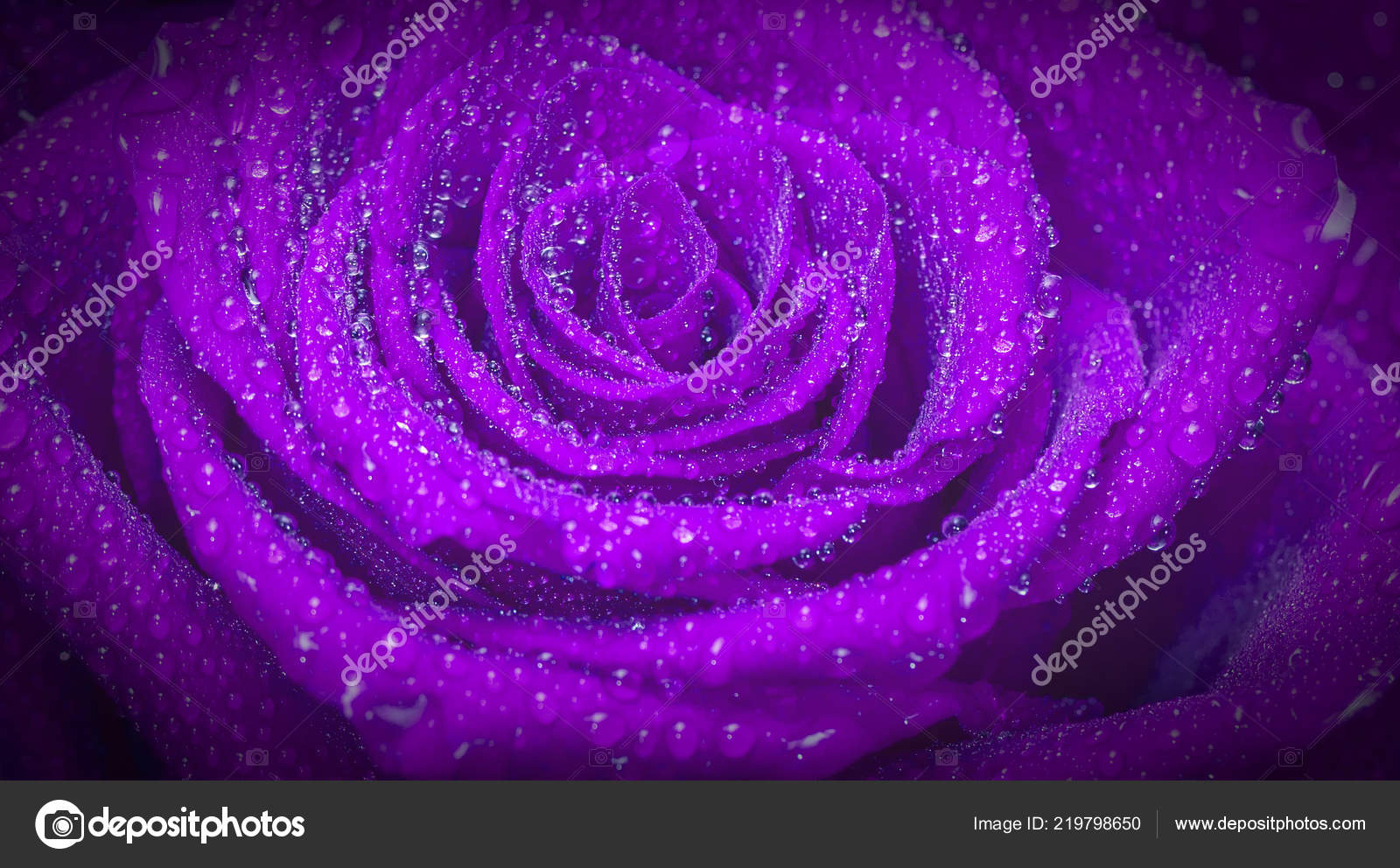 Beautiful Rose Flower Drops Dew Background Toning — Stock Photo © Art_rich #219798650