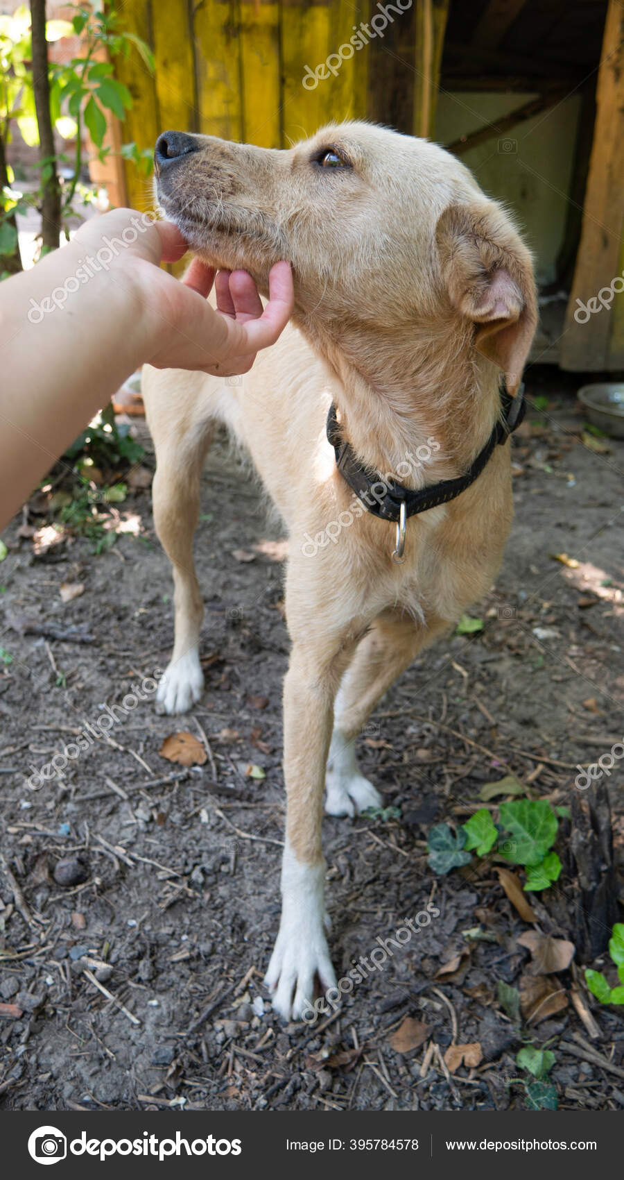 Female Hand Scratches Chin Mixed Breed Dog Owner Caresses Adopted Stock ...