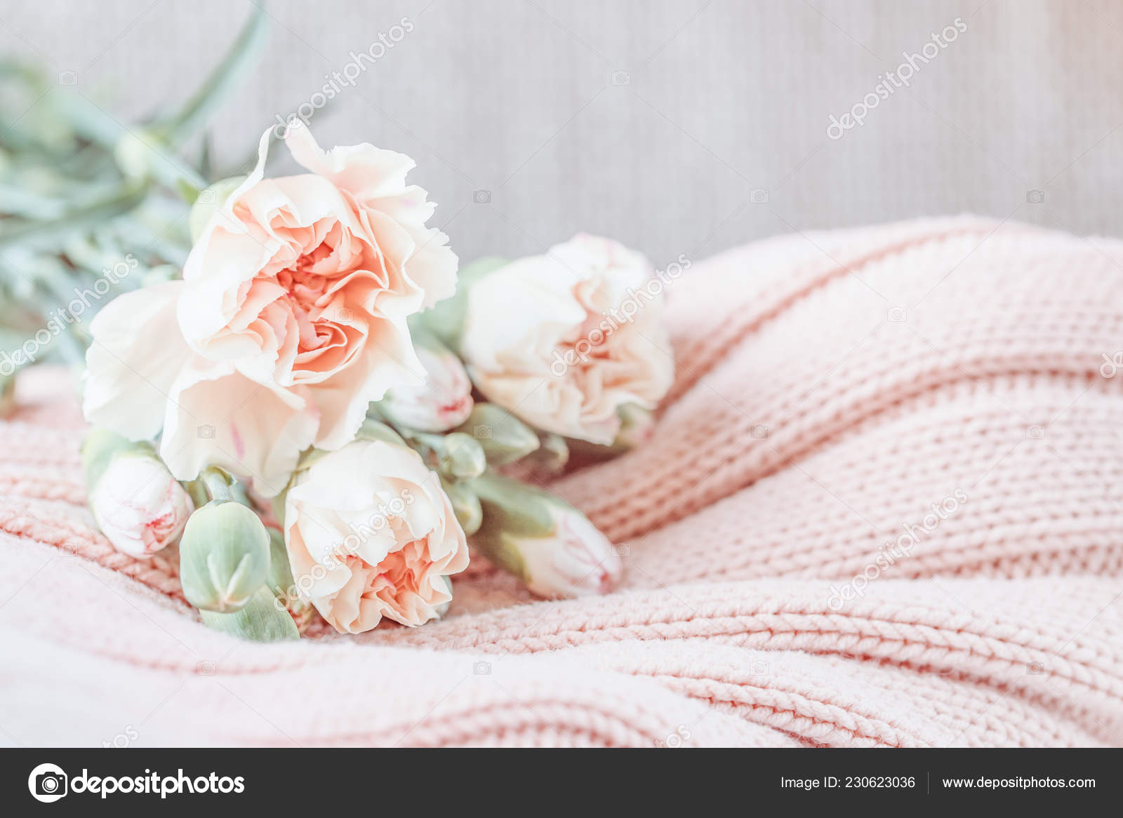 Soft Pastel Carnation Flowers Light Knitted Background Copy Space Toned ...