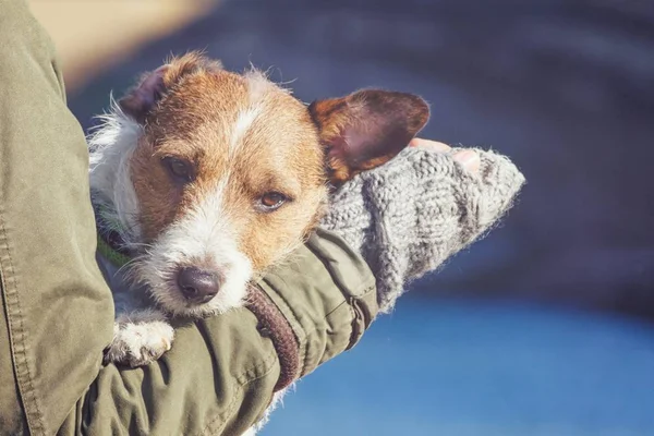 Dog hand Images - Search Images on Everypixel