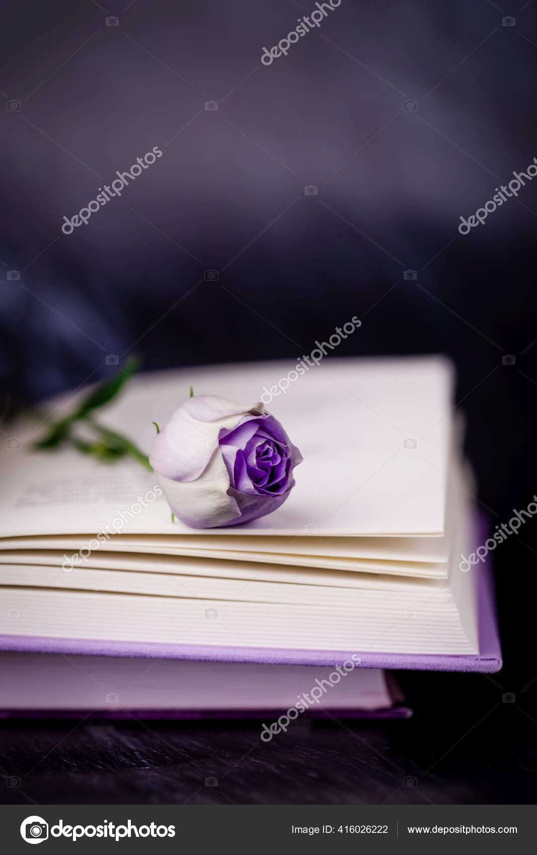 Beautiful light violet eustoma or lisianthus or prairie gentian flower ...