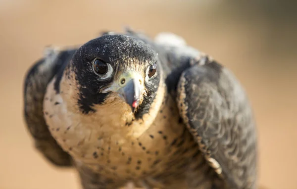 Uae falcon Stock Photos, Royalty Free Uae falcon Images | Depositphotos