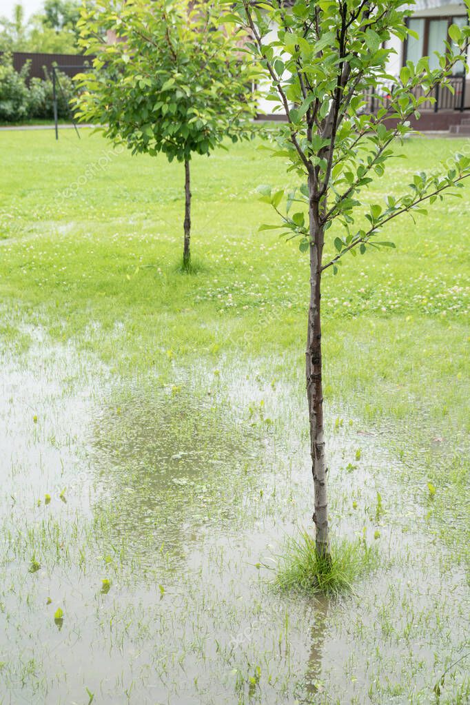El jardín y el patio están inundados. Consecuencias del aguacero ...