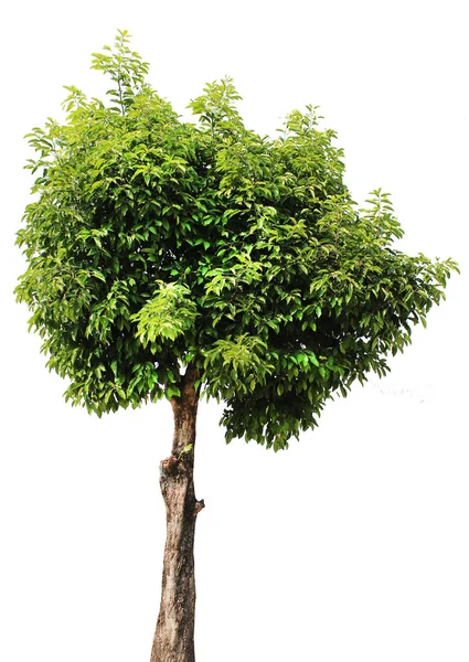 Arjun tree Stock Photos, Royalty Free Arjun tree Images | Depositphotos
