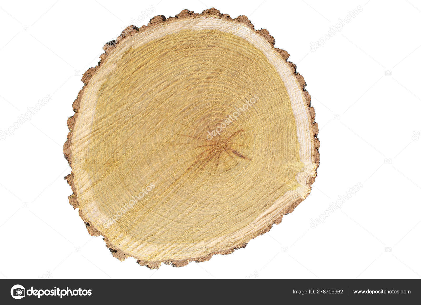 Mulberry Tree Slice White Background — Stock Photo © dimas8308 #278709962