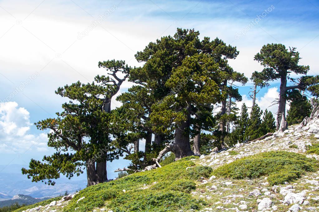 El llamado Jardín de los Dioses en el Parque Nacional Pollino, donde ...