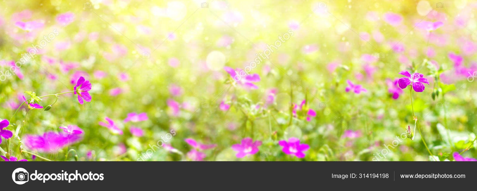 Summer Flowers Facebook Covers