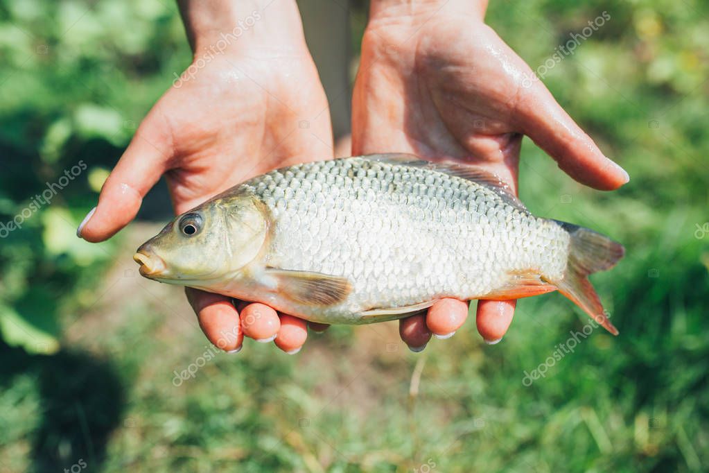 Pescador sosteniendo en las manos peces del río 2023