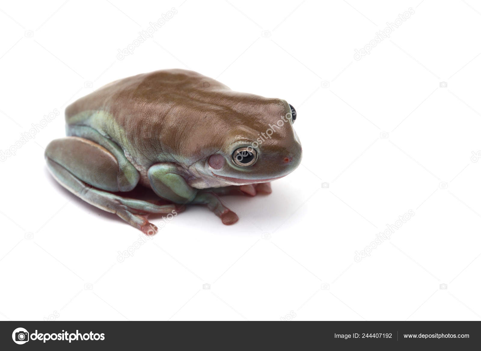 Blue Giant Flying Frog Isolated White Background Stock Photo by ...