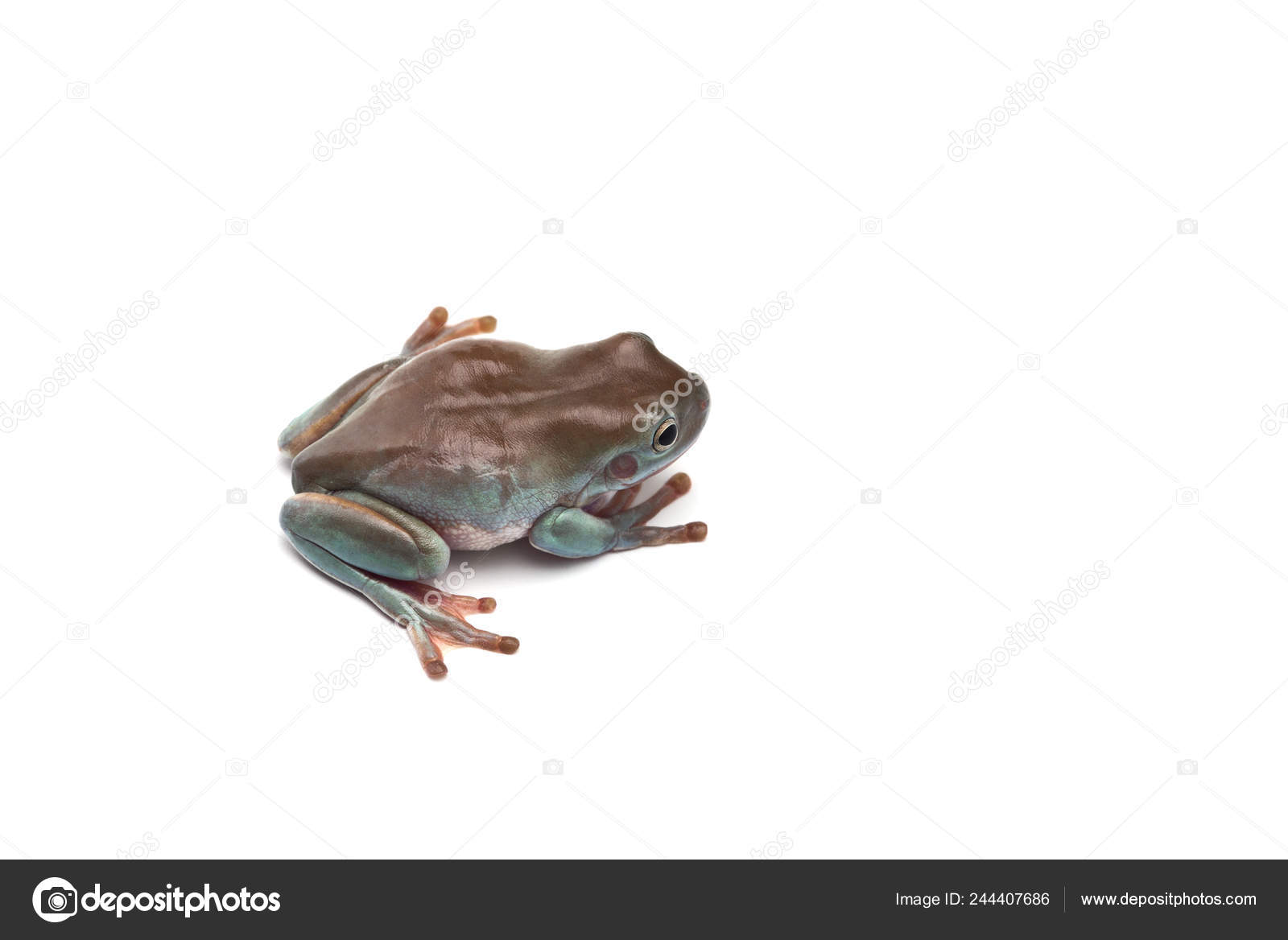 Blue Giant Flying Frog Isolated White Background — Stock Photo ...